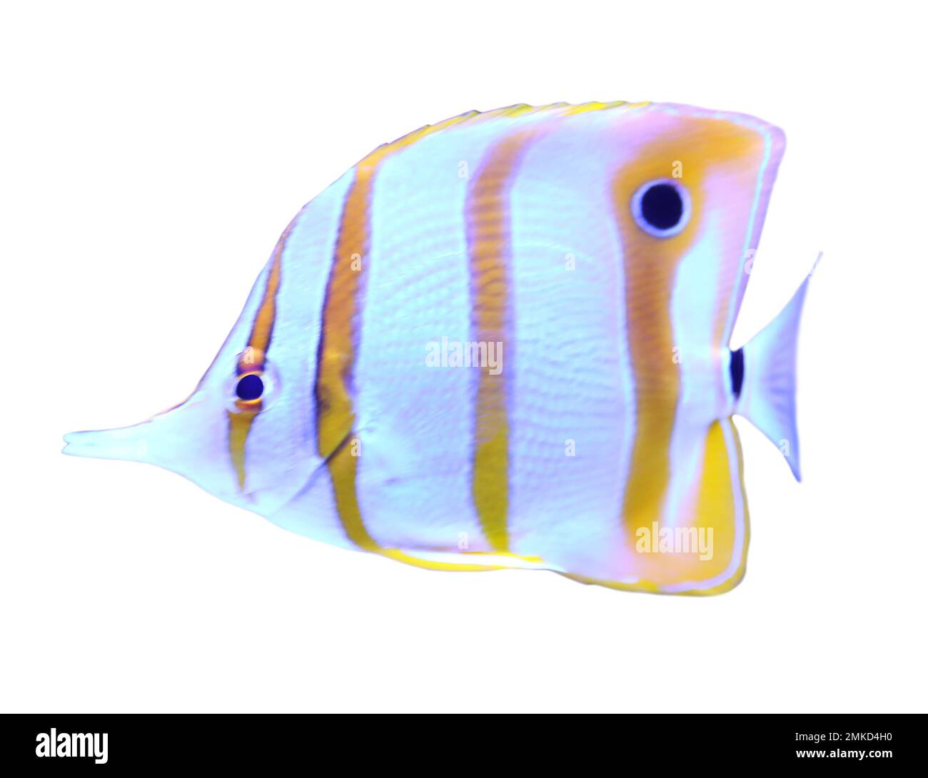 Beautiful copper banded butterfly fish on white background Stock Photo ...
