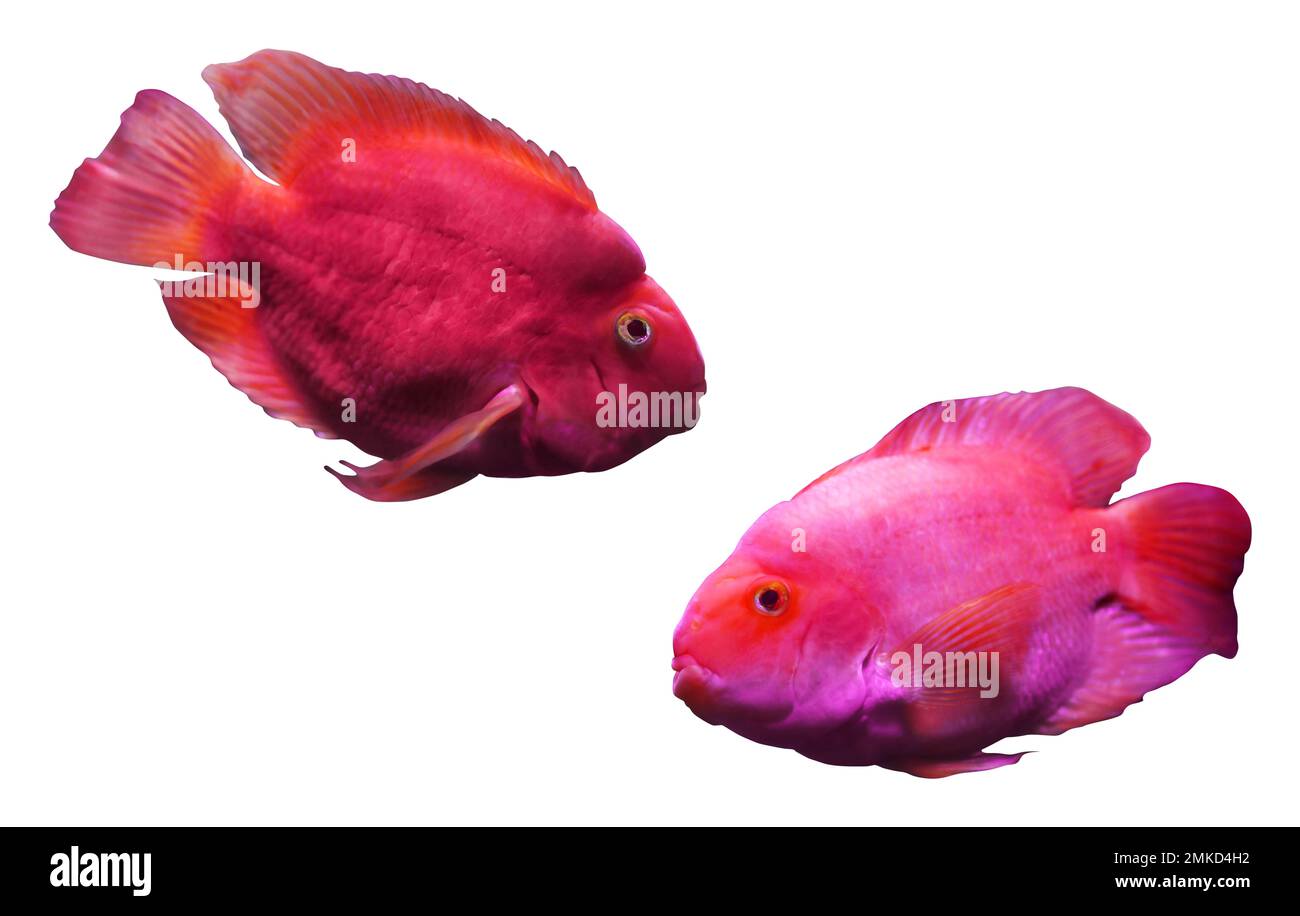 Collage of beautiful blood parrot cichlid fish on white background ...
