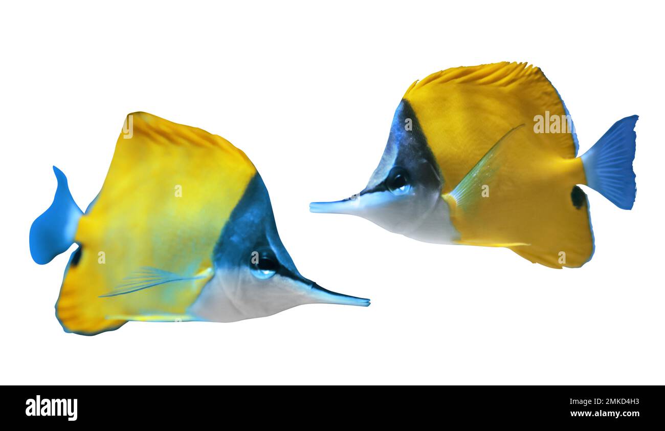 Collage of beautiful yellow longnose butterfly fish on white background ...