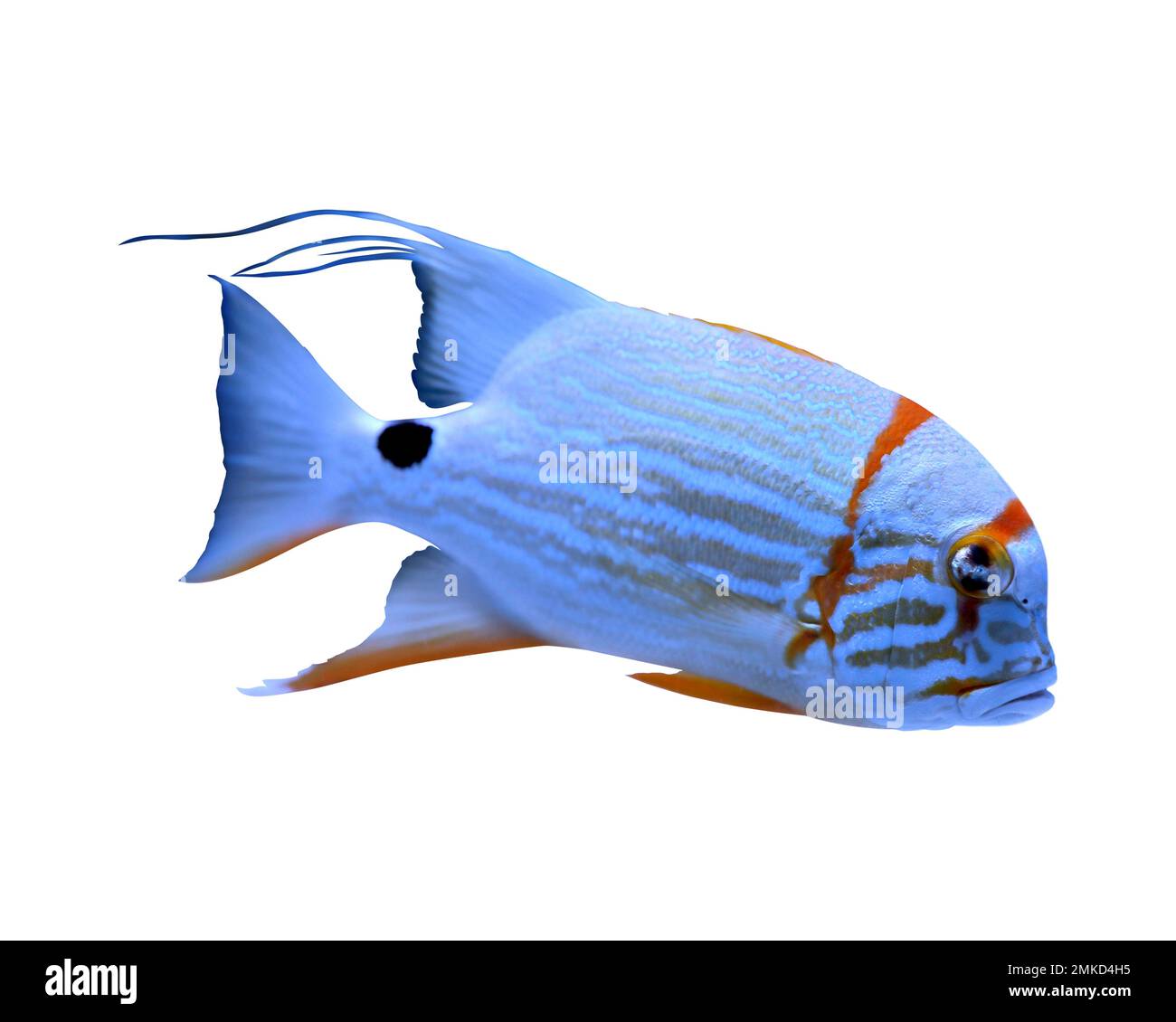 Bright tropical reef fish Cut Out Stock Images & Pictures - Alamy