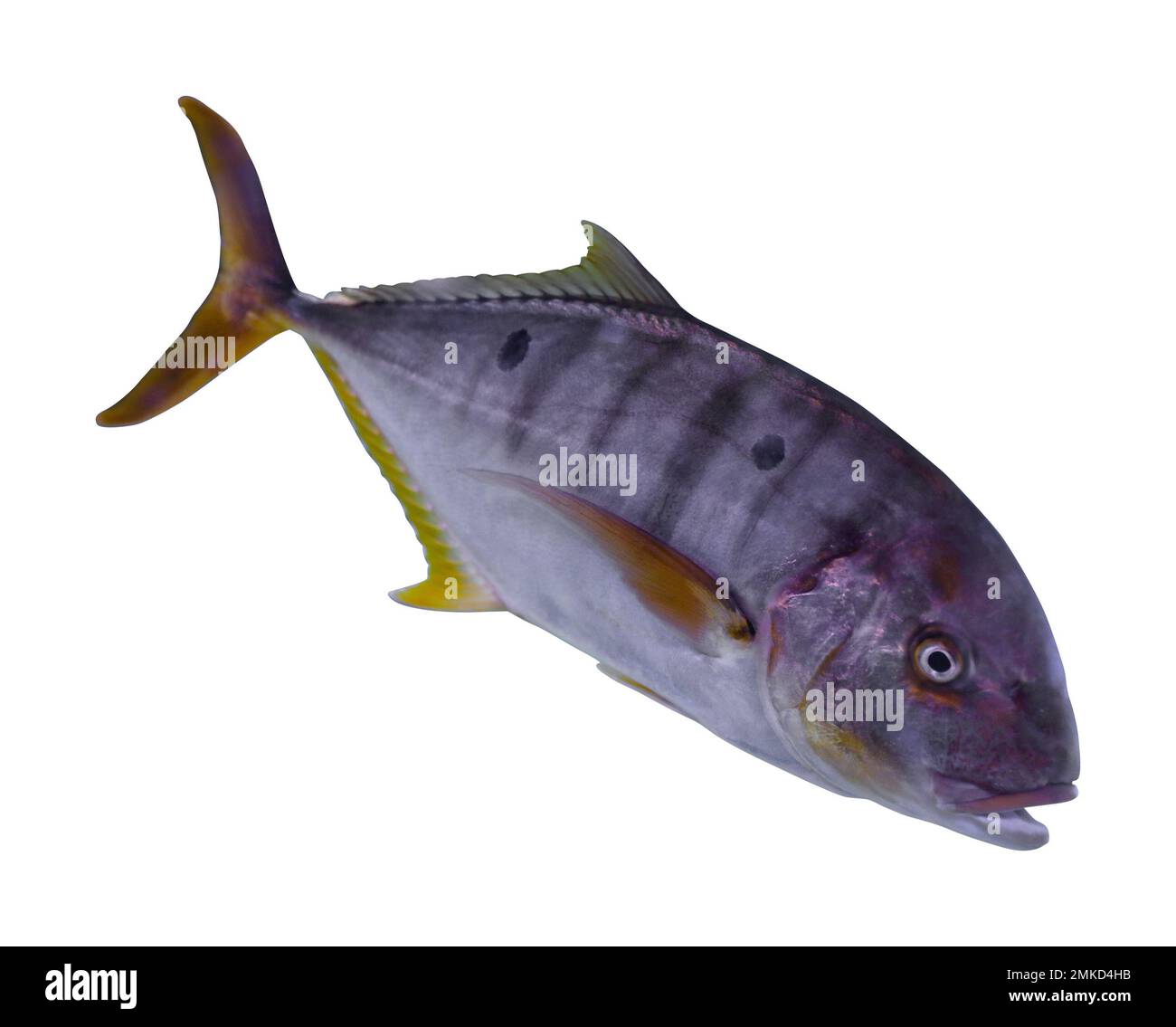 Beautiful bright tuna fish on white background Stock Photo - Alamy