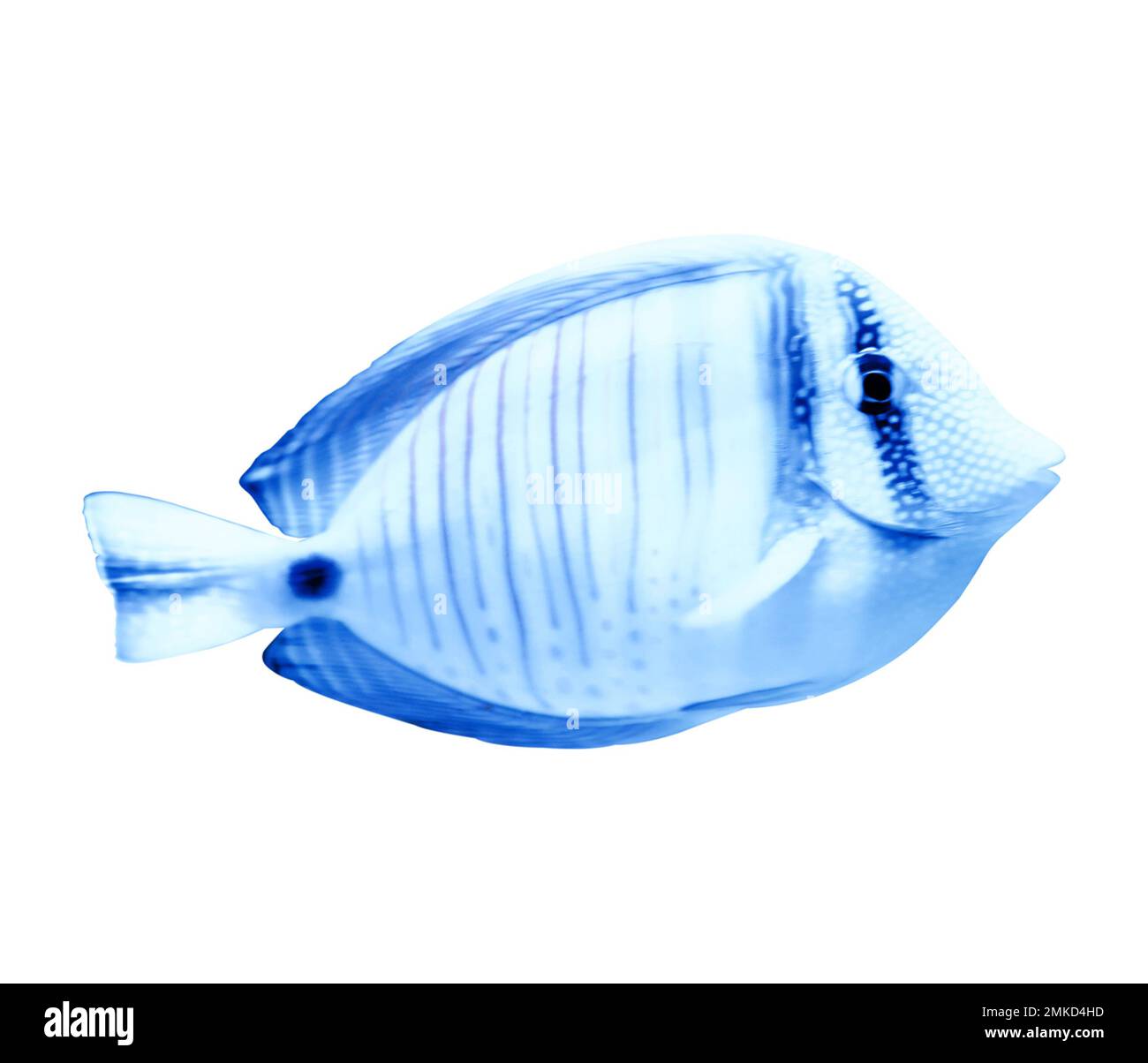 Bright tropical reef fish Cut Out Stock Images & Pictures - Alamy