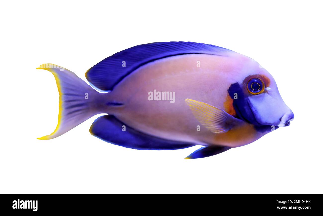 Surgeon fish coral egypt hi-res stock photography and images - Alamy