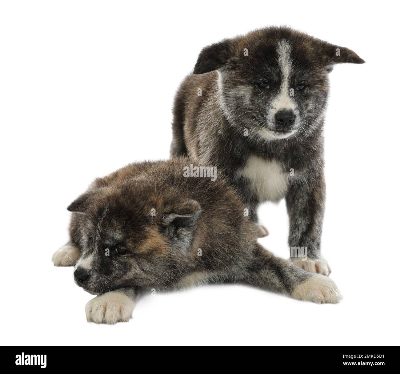 Cute Akita inu puppies on white background. Friendly dogs Stock Photo ...