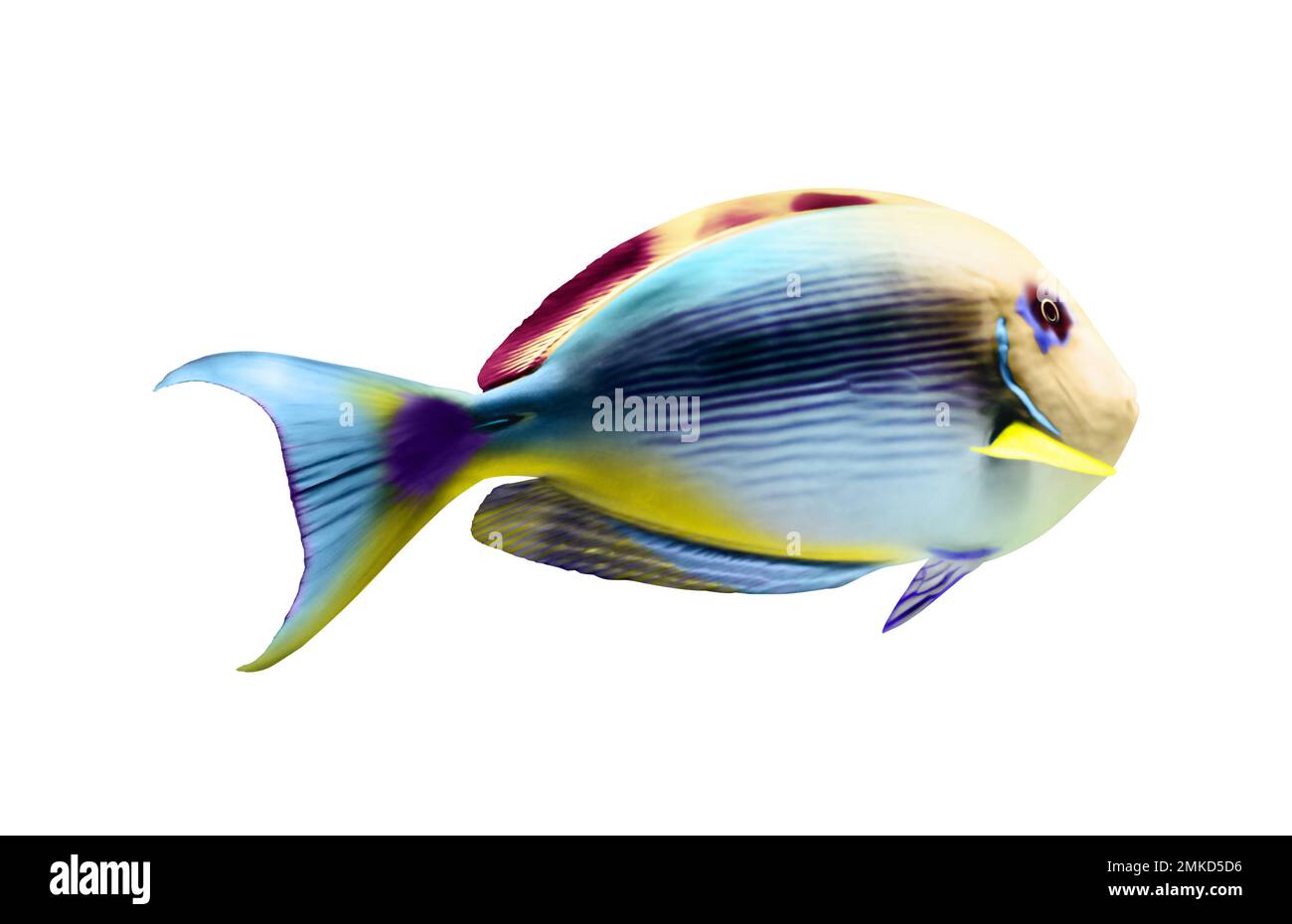 Sea surgeonfish underwater Cut Out Stock Images & Pictures - Alamy