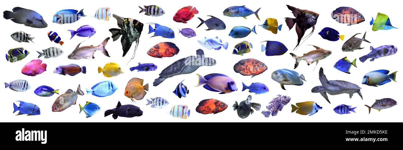 Collage of different tropical fishes on white background Stock Photo ...
