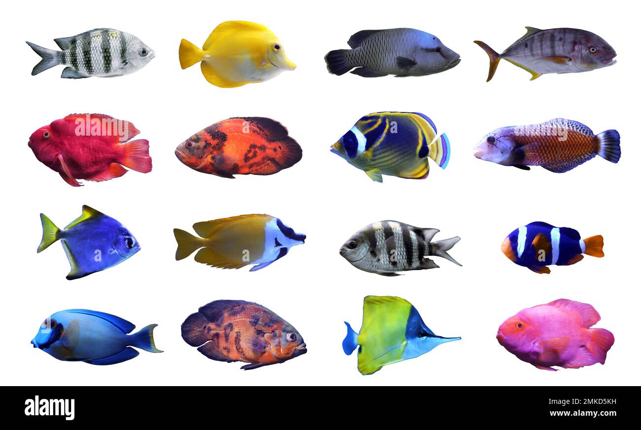 Collage of different tropical fishes on white background Stock Photo ...