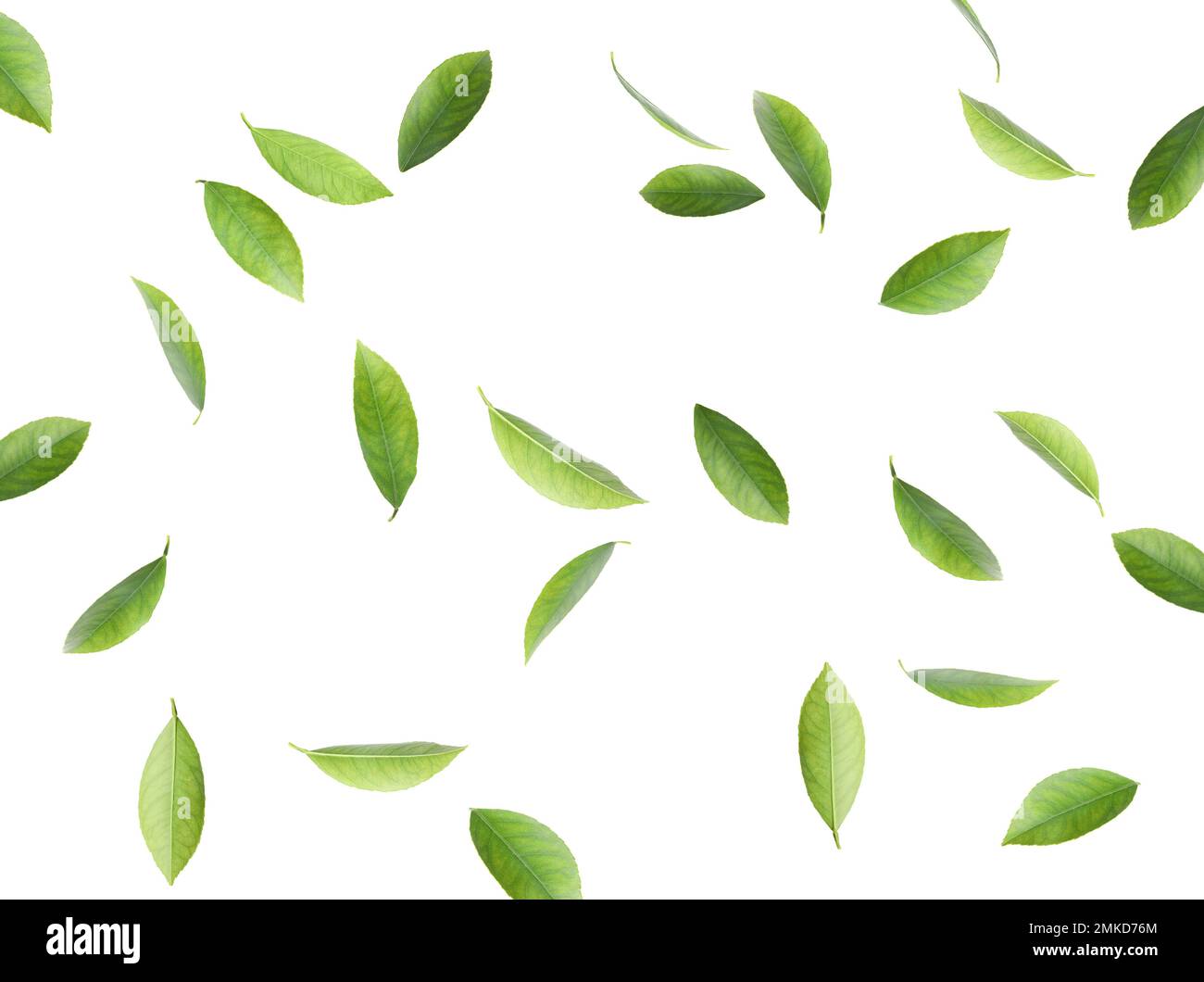 Flying fresh citrus leaves on white background Stock Photo - Alamy