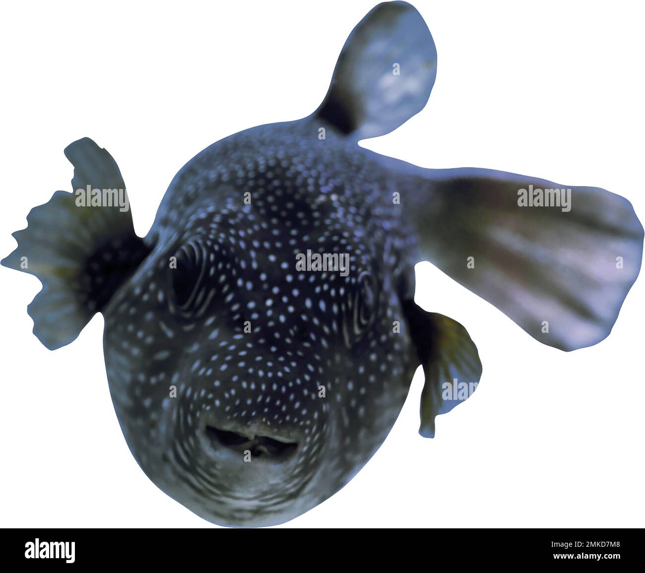 Beautiful bright tropical pufferfish on white background Stock Photo ...