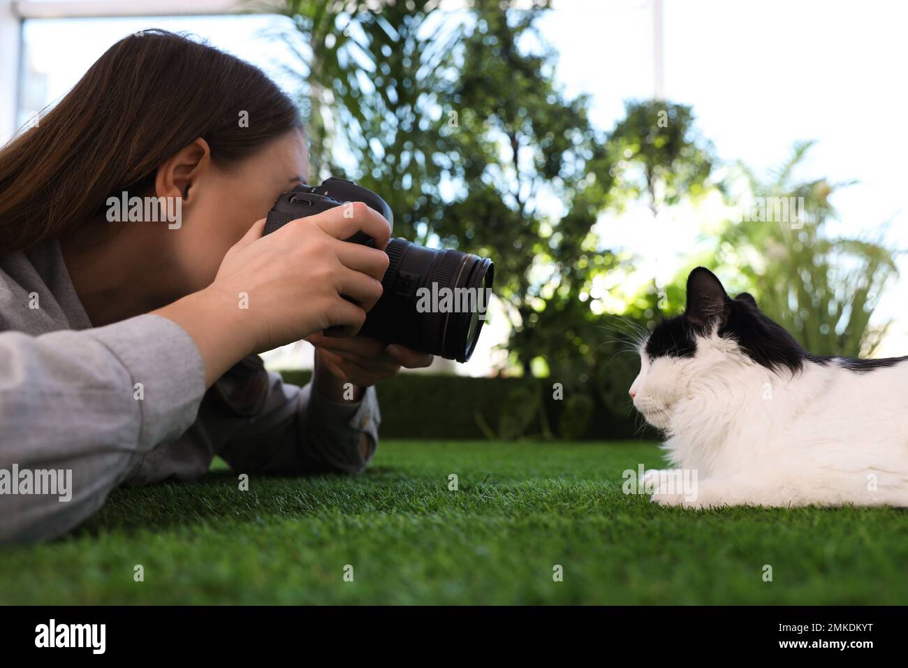 Professional animal photographer taking picture of beautiful cat ...