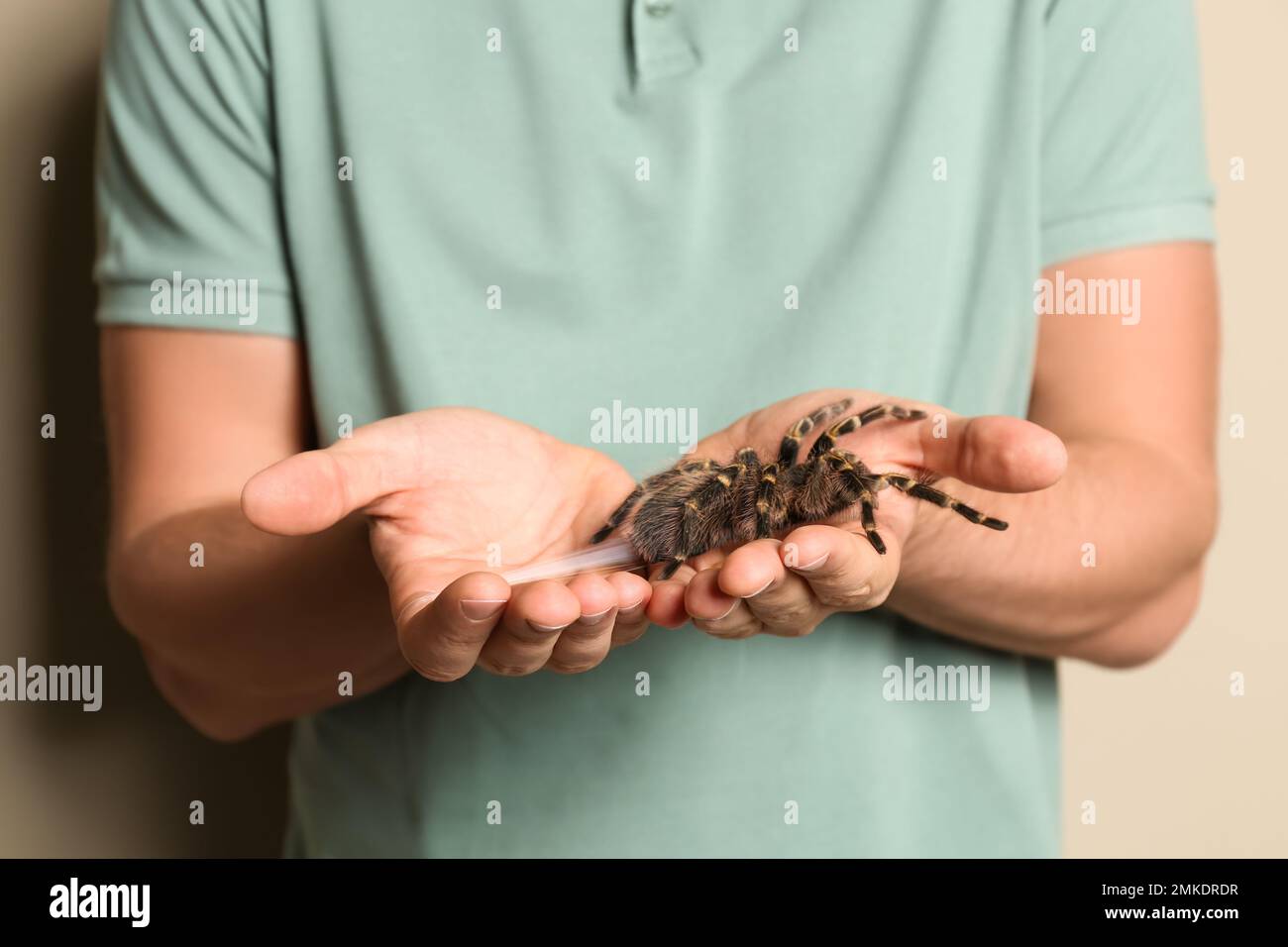 Man holding striped knee tarantula on beige background, closeup Stock ...