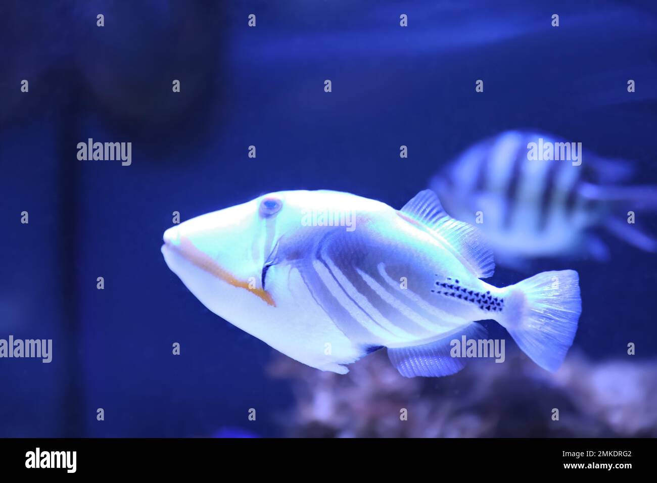 Beautiful picassofish swimming in clear aquarium water Stock Photo - Alamy