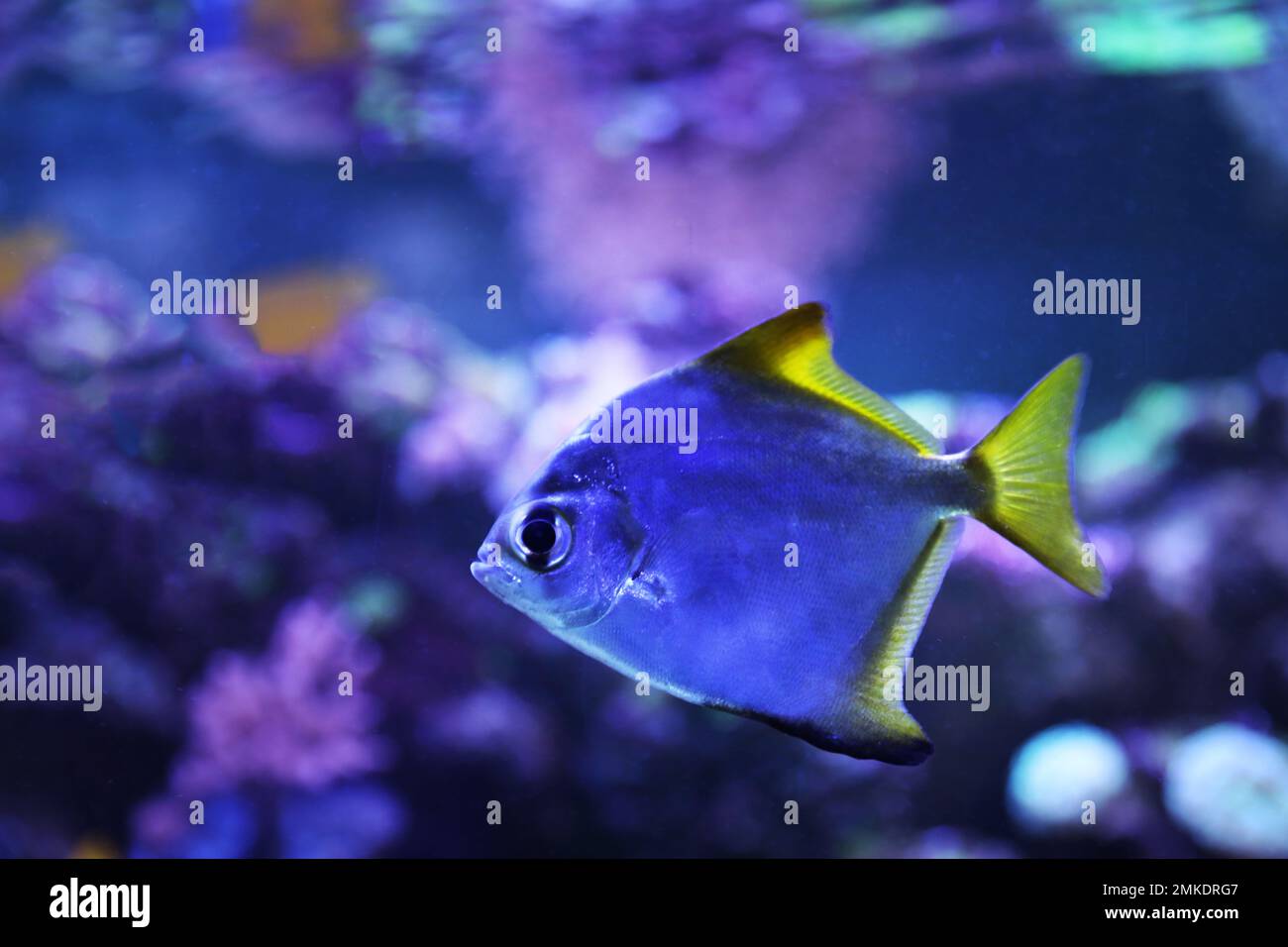 Beautiful silver moony fish in clear aquarium Stock Photo - Alamy