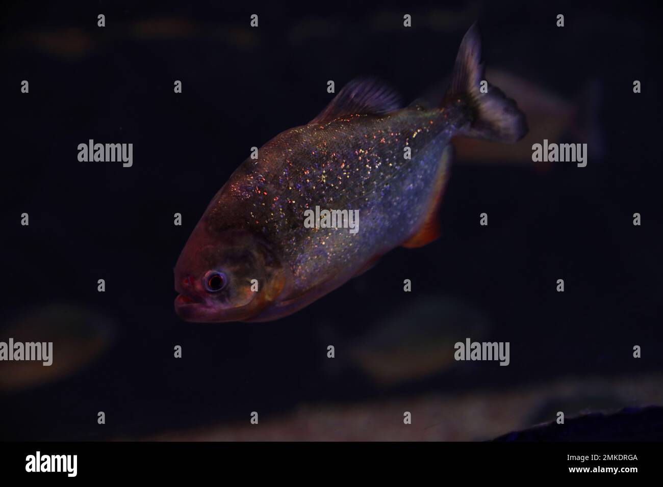 Shiny piranha fish swimming hi-res stock photography and images - Alamy