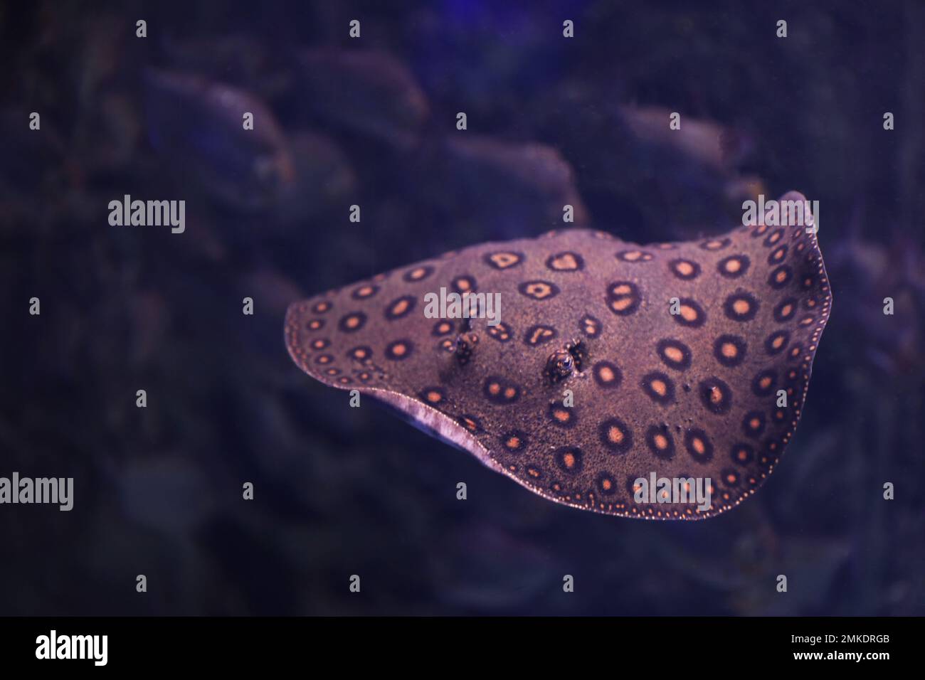 Tropical ray fish swimming in clear aquarium Stock Photo - Alamy