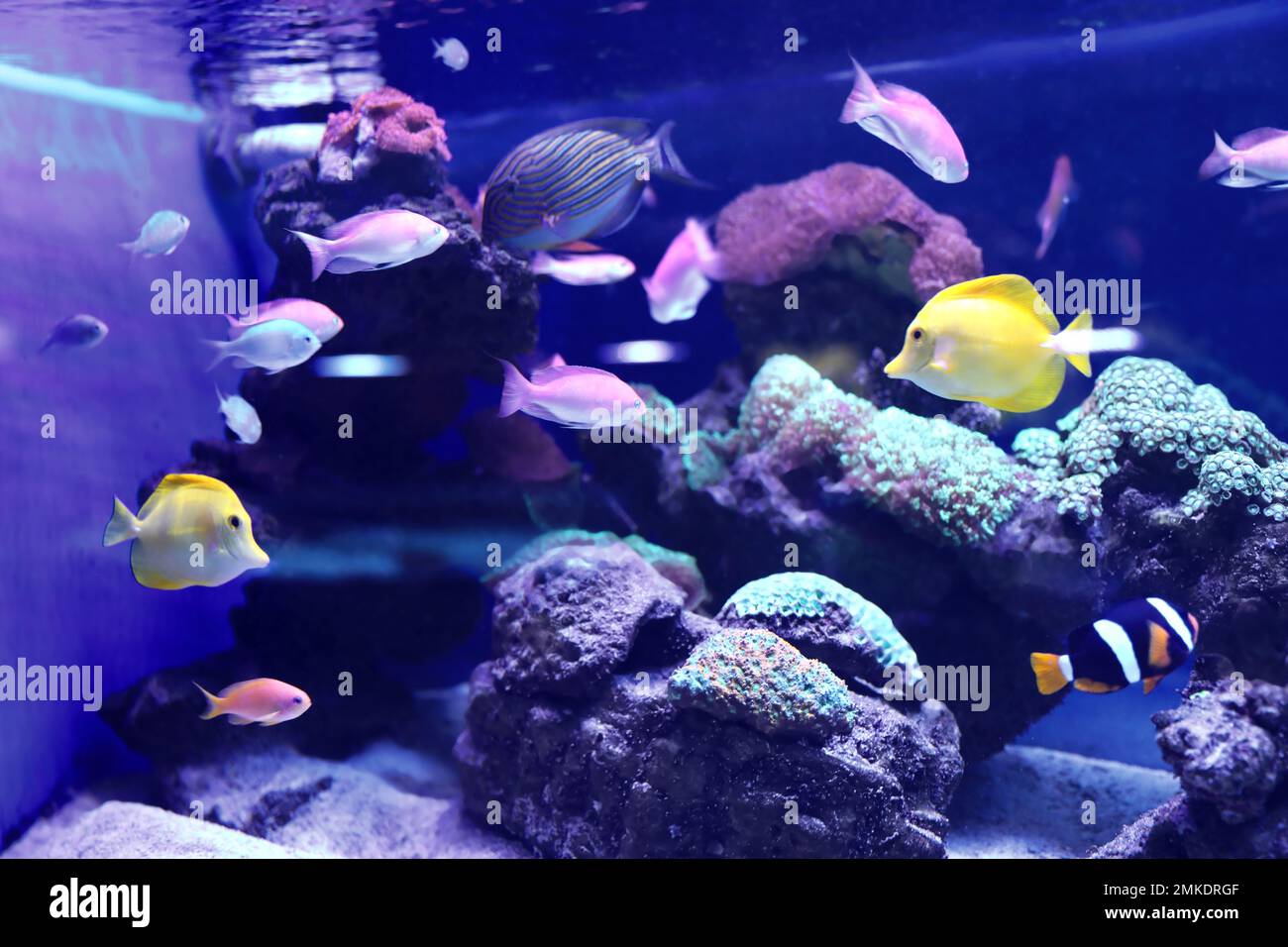 Different tropical fishes swimming in aquarium water Stock Photo - Alamy