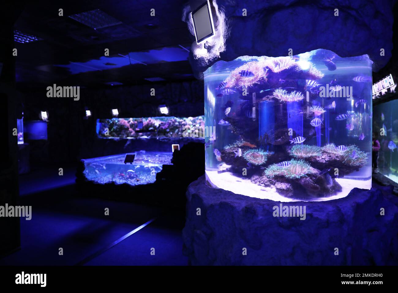 Beautiful sergeant major fish swimming in large aquarium Stock Photo ...