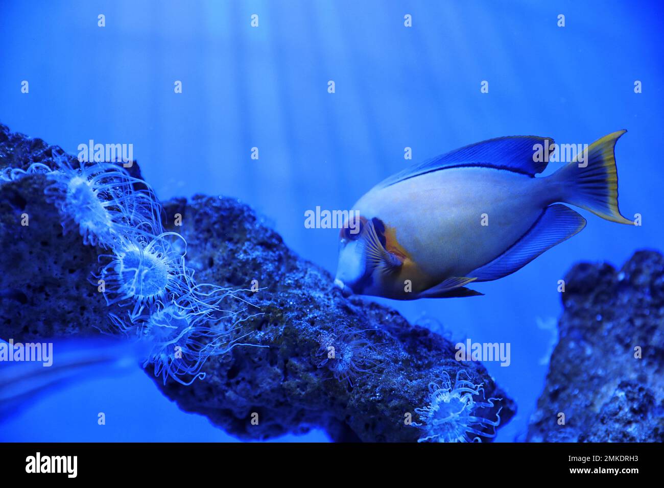 Beautiful surgeonfish swimming in clear aquarium water Stock Photo - Alamy
