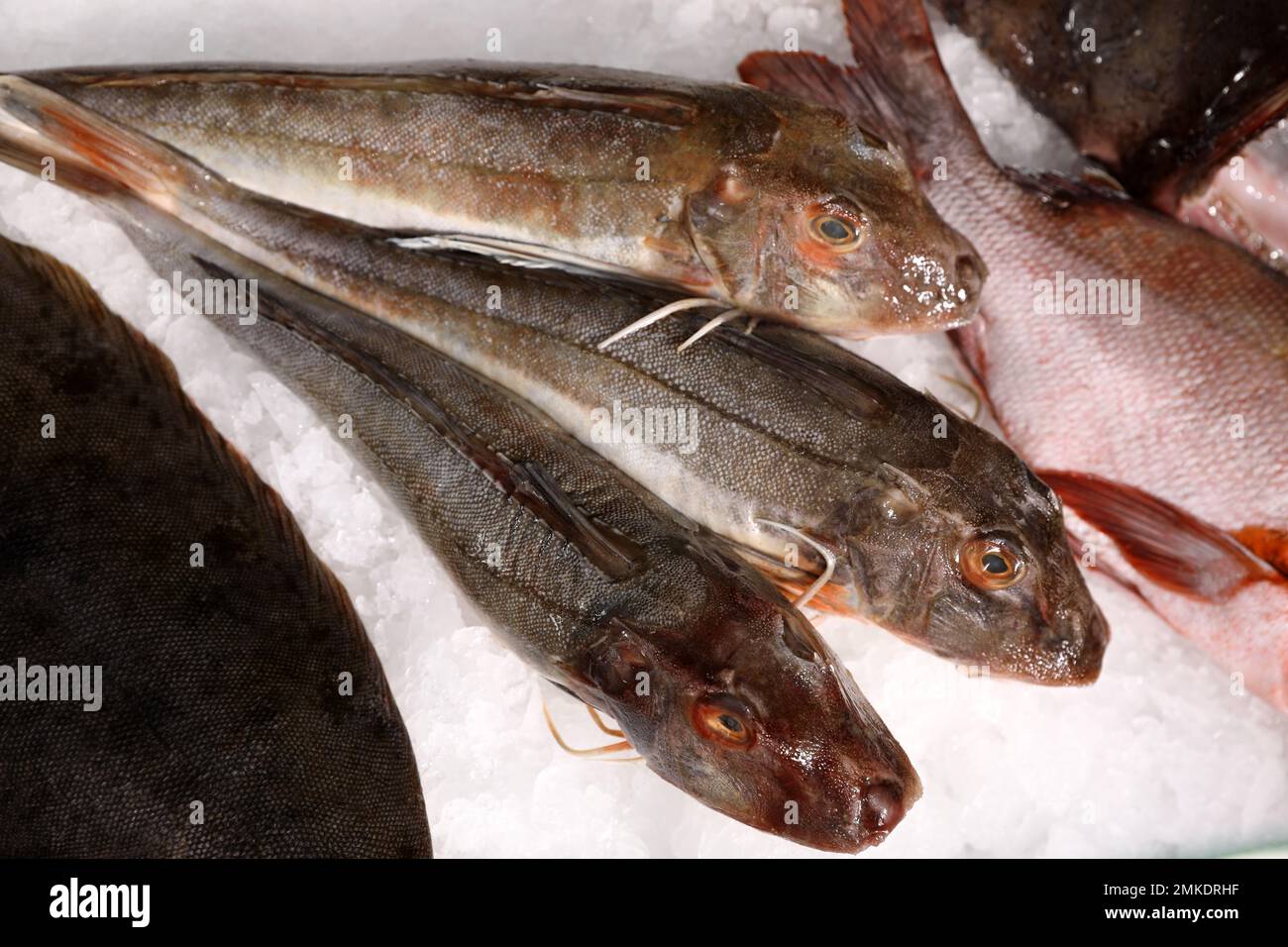 Different types of fresh fish on ice in supermarket Stock Photo - Alamy