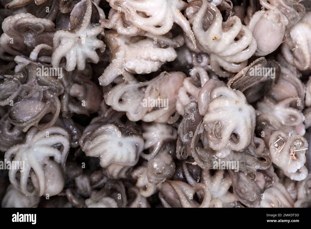 Frozen baby octopus as background, top view. Wholesale market Stock ...