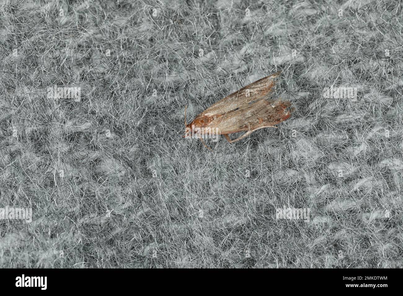 Common clothes moth (Tineola bisselliella) on light grey knitted fabric ...