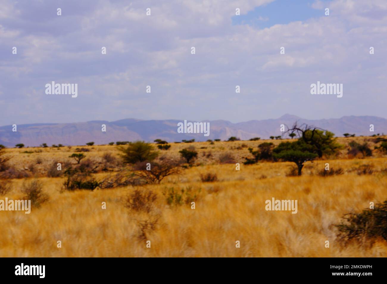 The long golden grass of the Namibian desert Stock Photo - Alamy