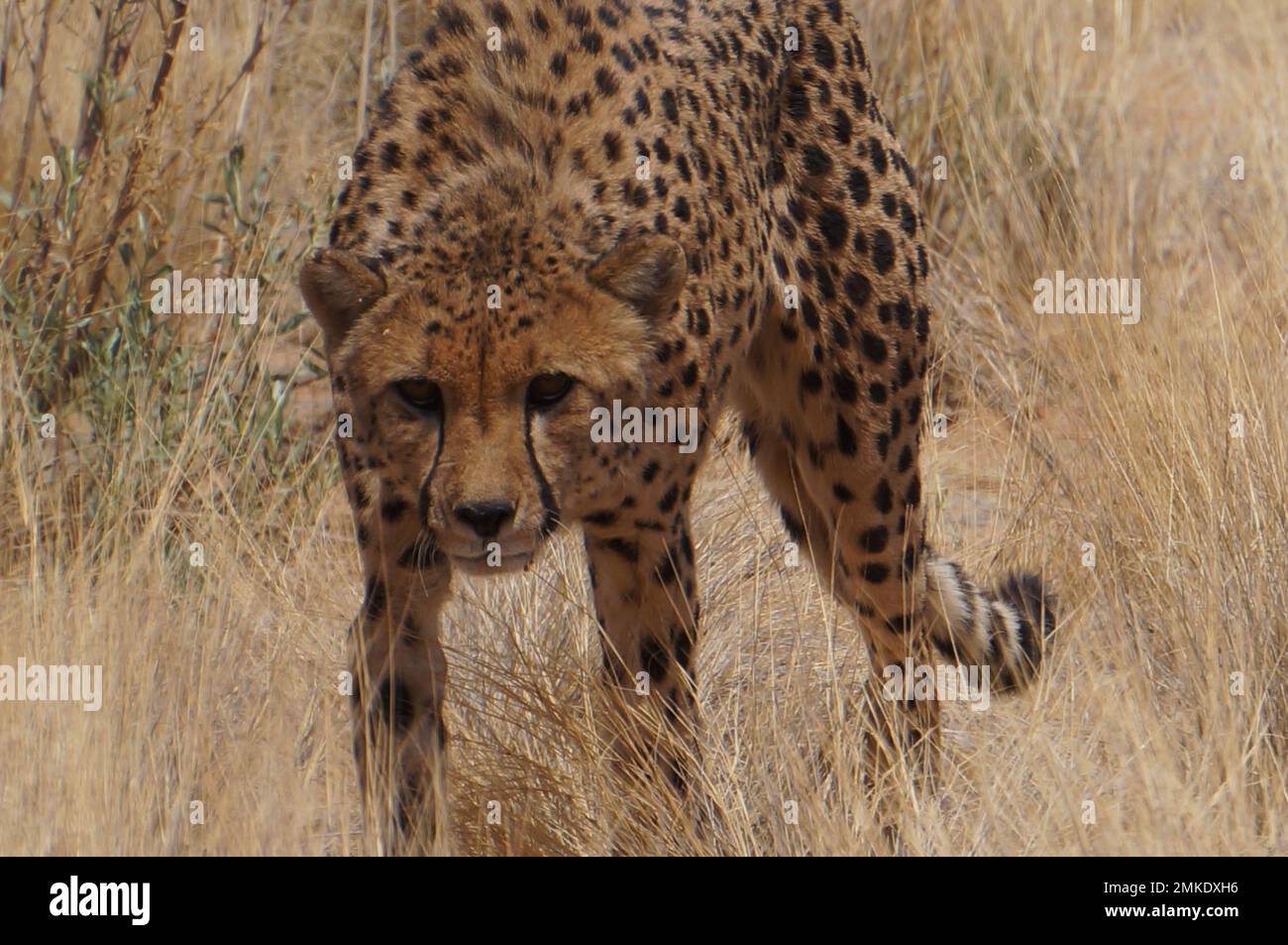 Cheetahs in the golden grass hi-res stock photography and images - Alamy