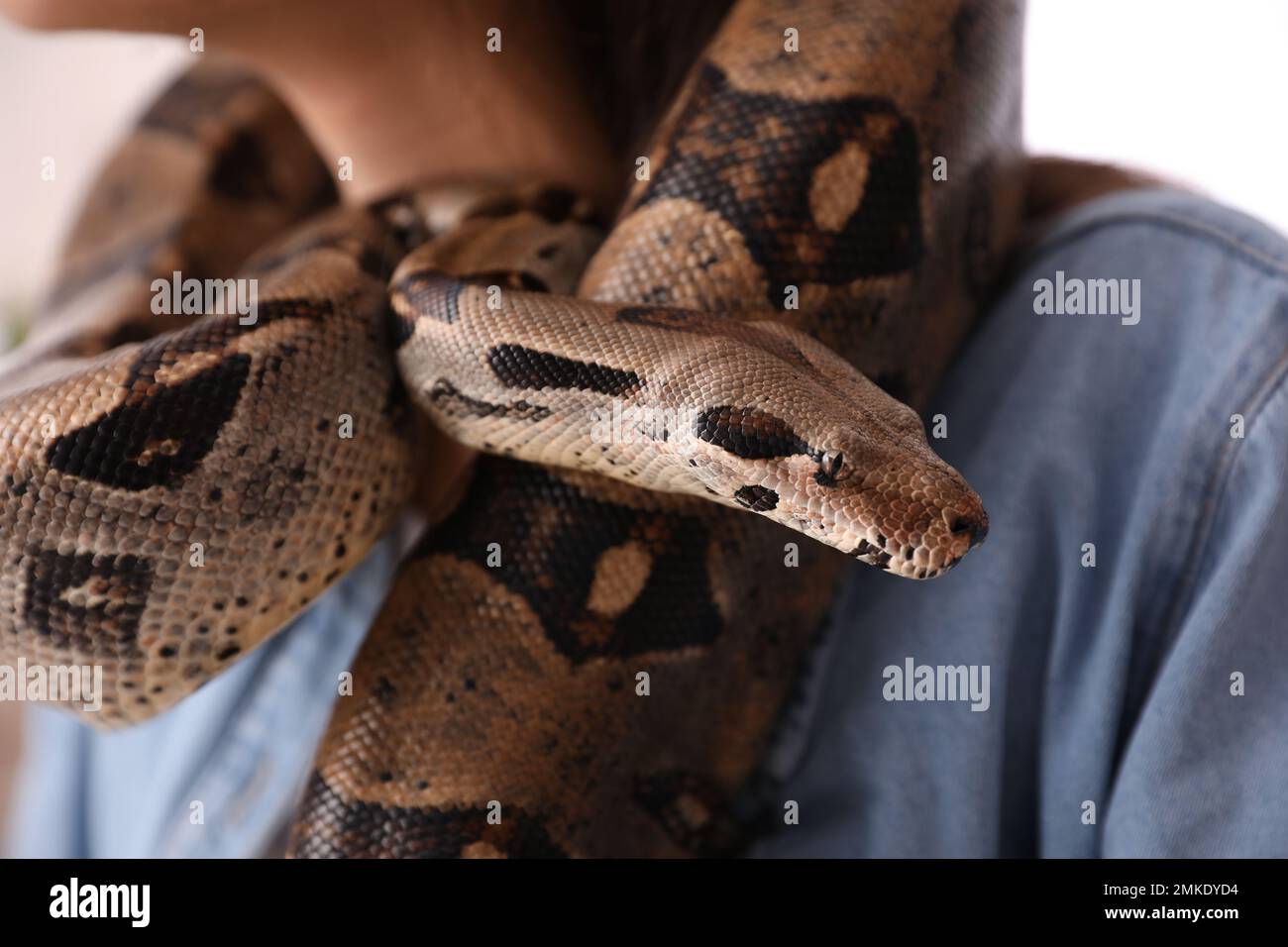 Woman with her boa constrictor at home, closeup. Exotic pet Stock Photo ...