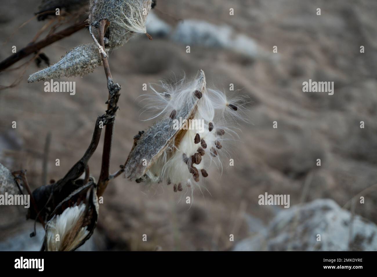 Milkweed (Asclepias spp.) pods shedding seeds to the wind. Chicago ...