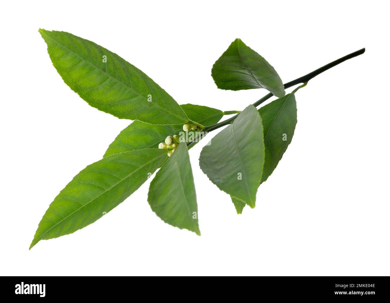 Fresh twig with green citrus leaves isolated on white Stock Photo - Alamy