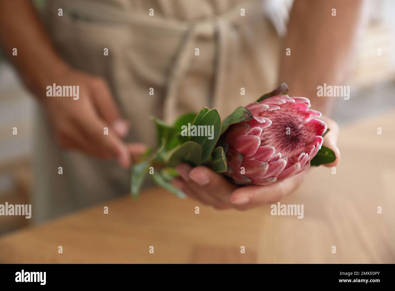 Protea flower craft hi-res stock photography and images - Alamy