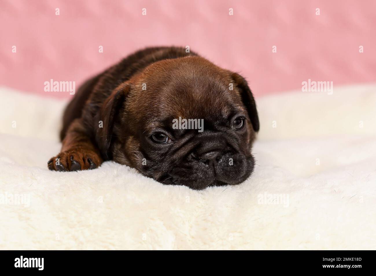 Cute sleepy puppy of french dog lying down on fur blanket Stock Photo ...