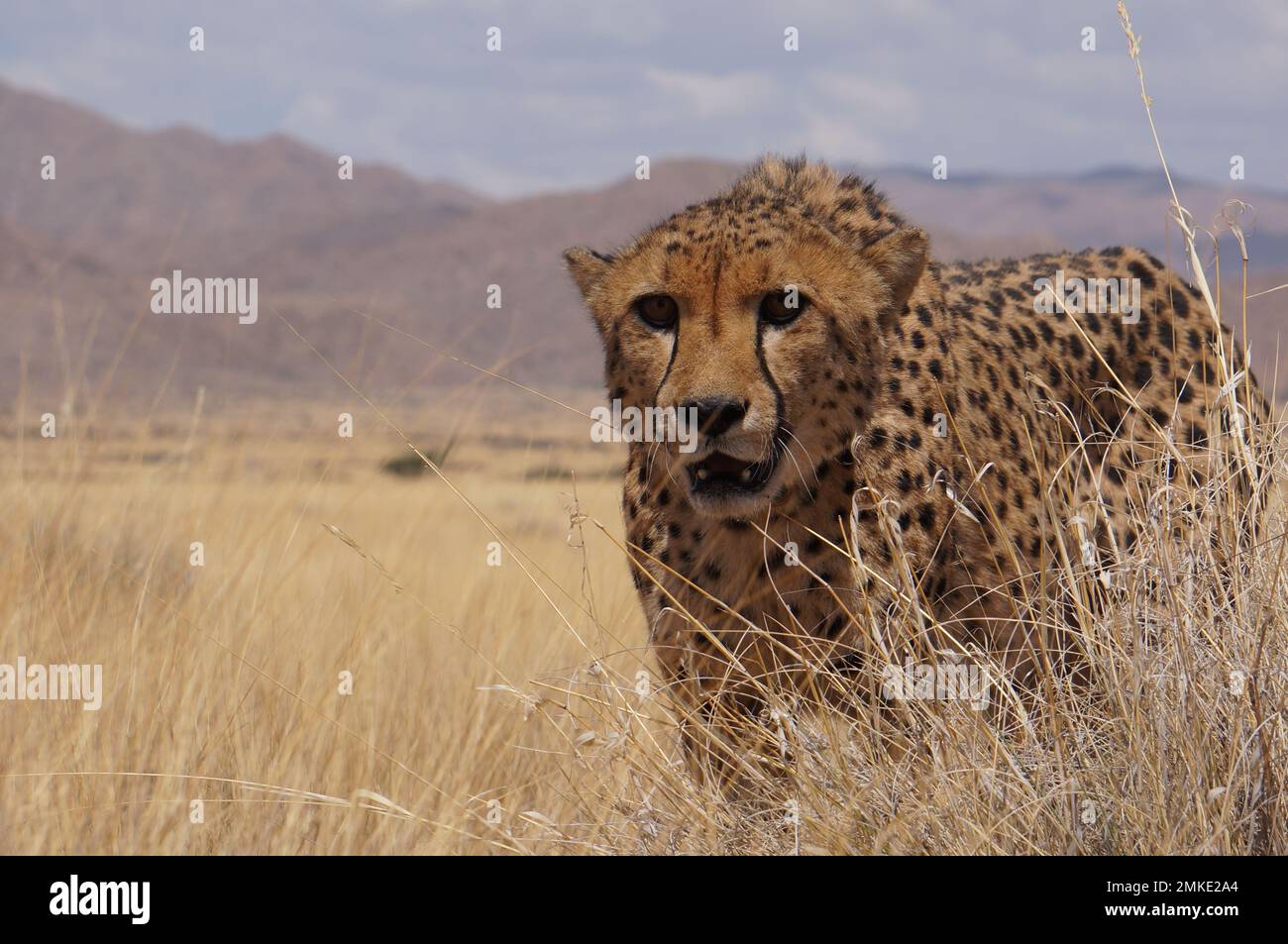Cheetahs in the African dessert Stock Photo - Alamy