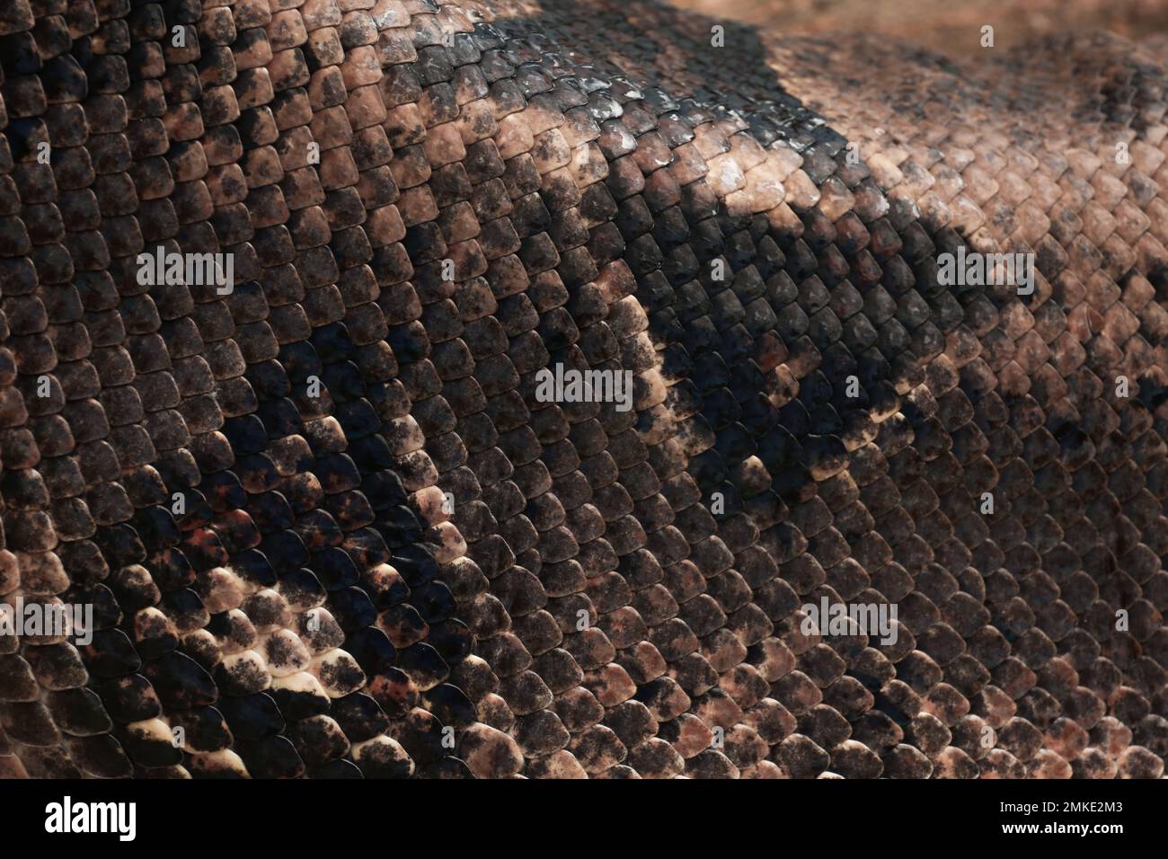 Closeup view of brown boa constrictor. Exotic snake Stock Photo - Alamy