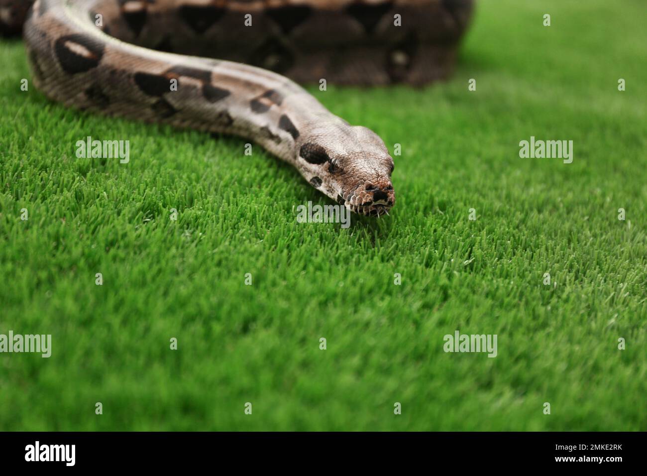 Brown boa constrictor on green grass outdoors Stock Photo - Alamy