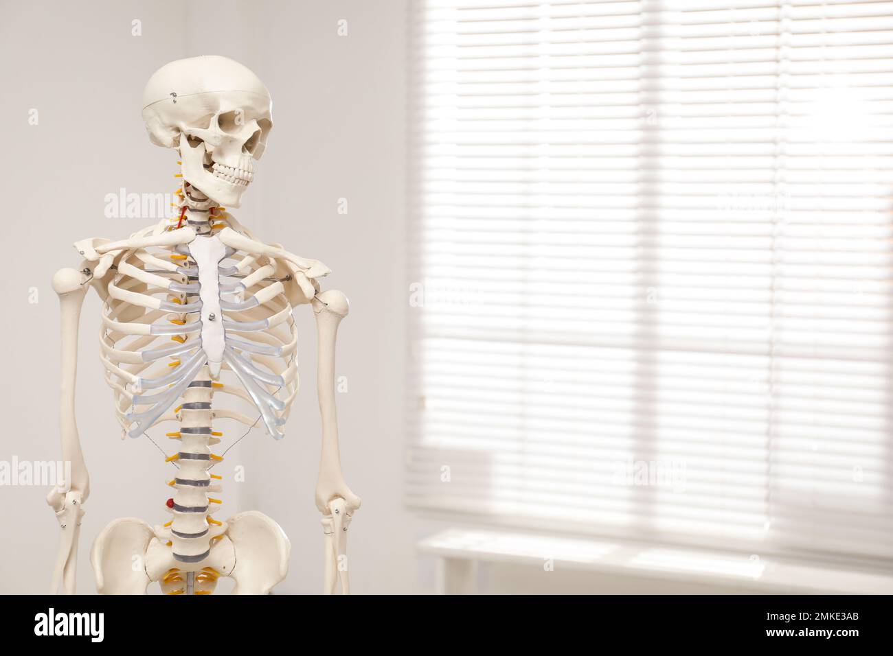 Artificial human skeleton model near window indoors. Space for text ...