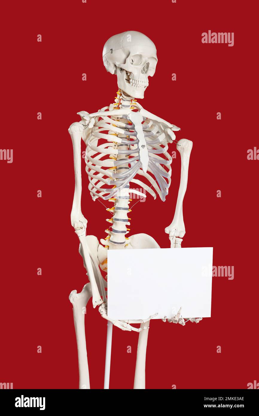 Torso Model Fill In The Blank