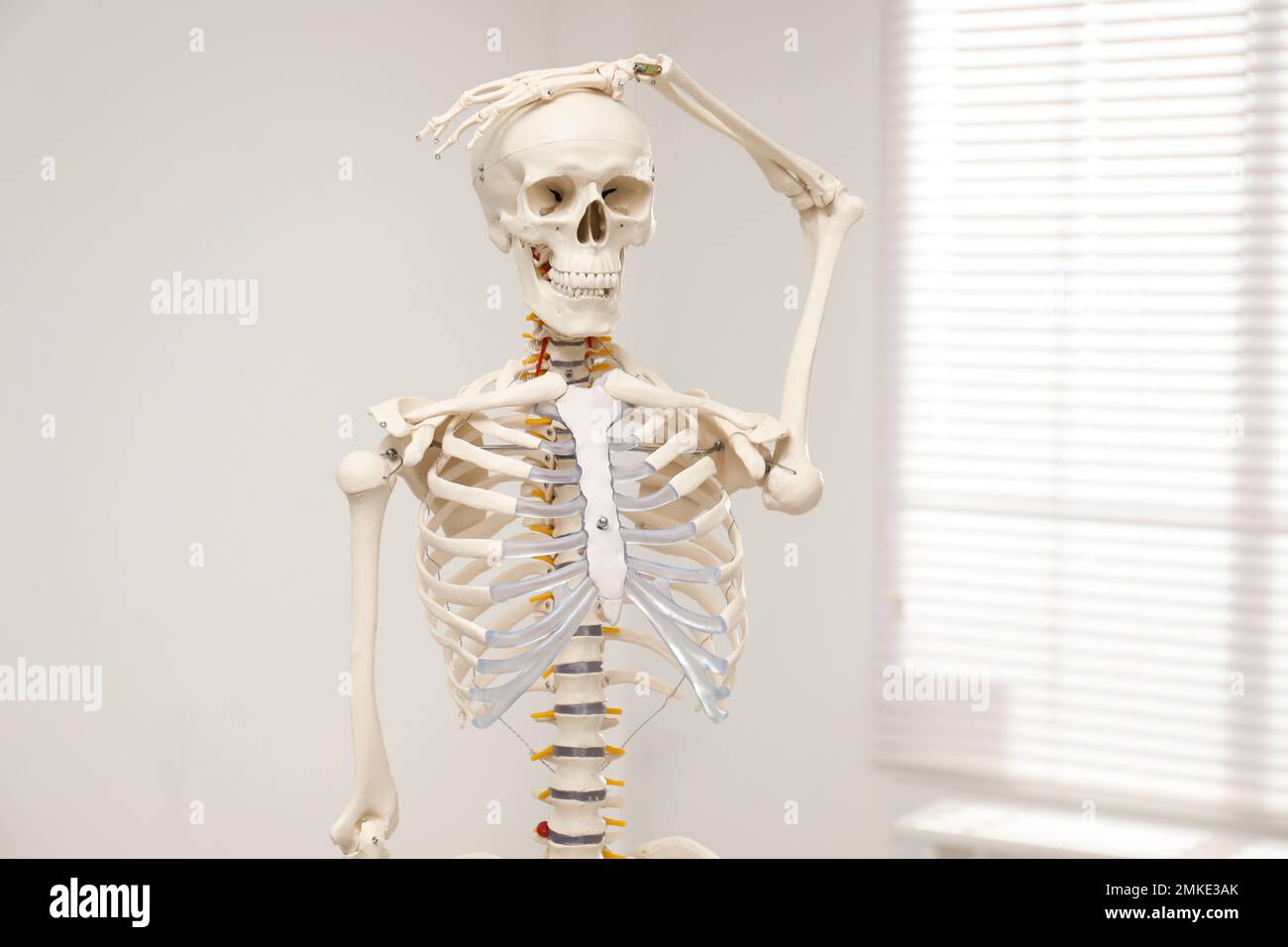 Artificial human skeleton model near window indoors Stock Photo - Alamy