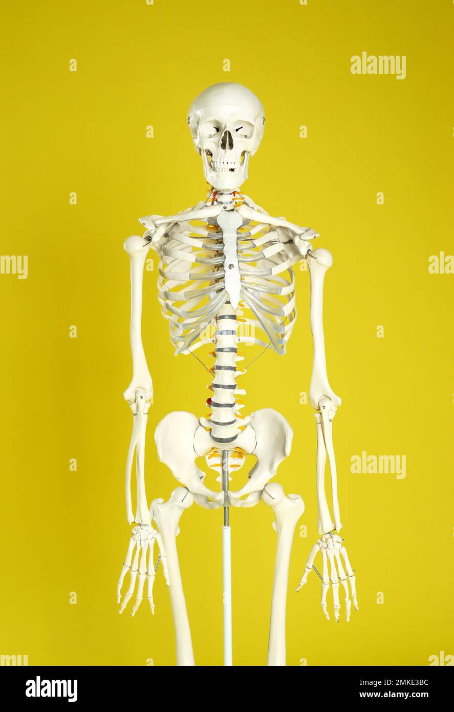 Closeup human skeletal model hi-res stock photography and images - Alamy