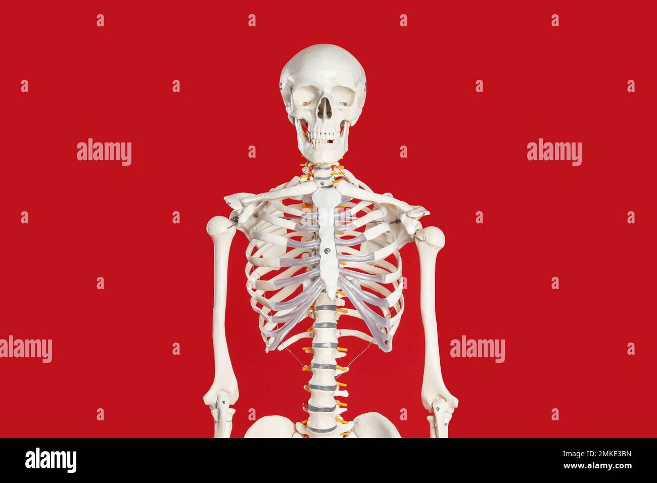 Artificial human skeleton model on red background Stock Photo - Alamy