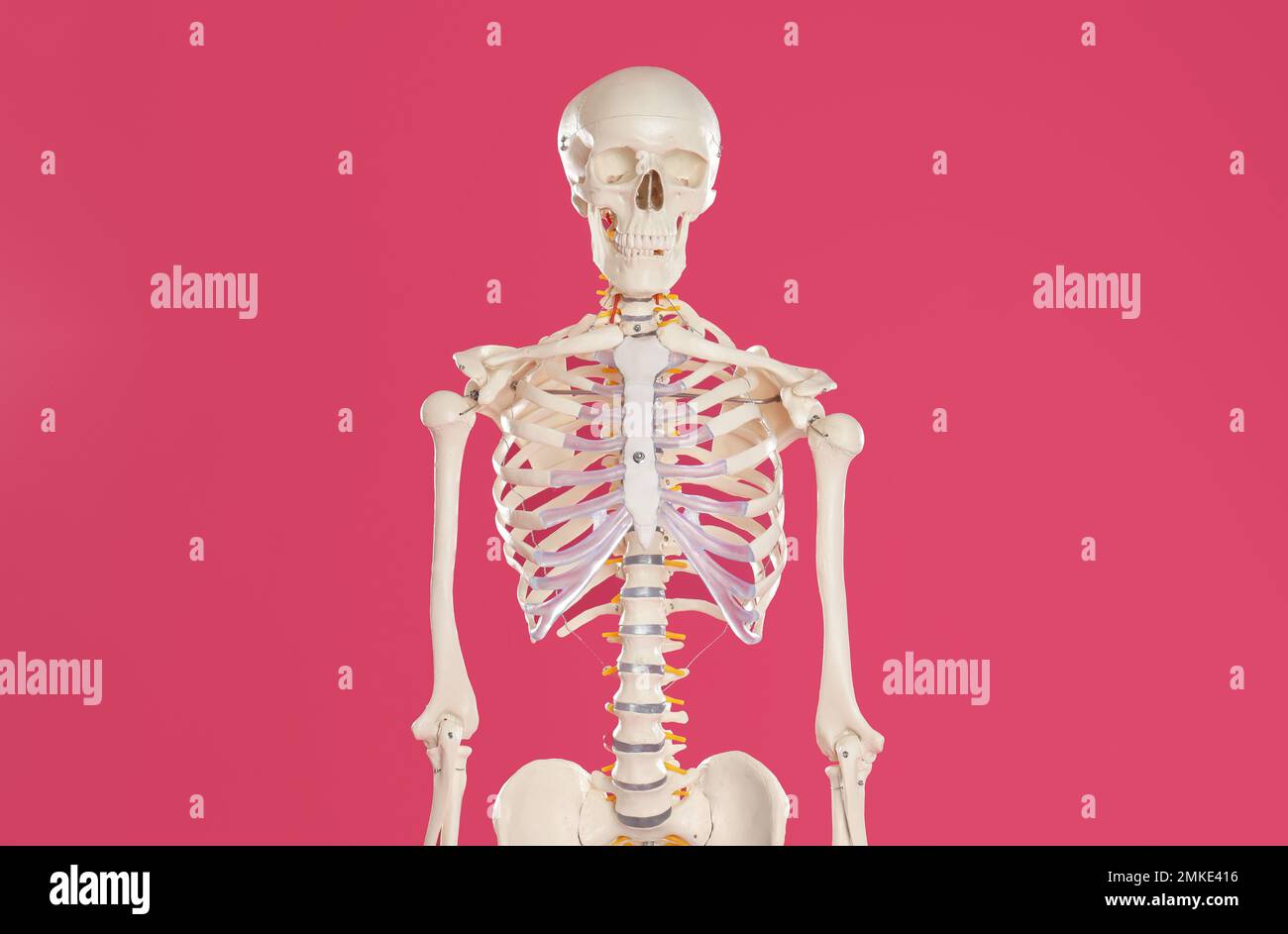 Artificial human skeleton model on crimson background Stock Photo - Alamy