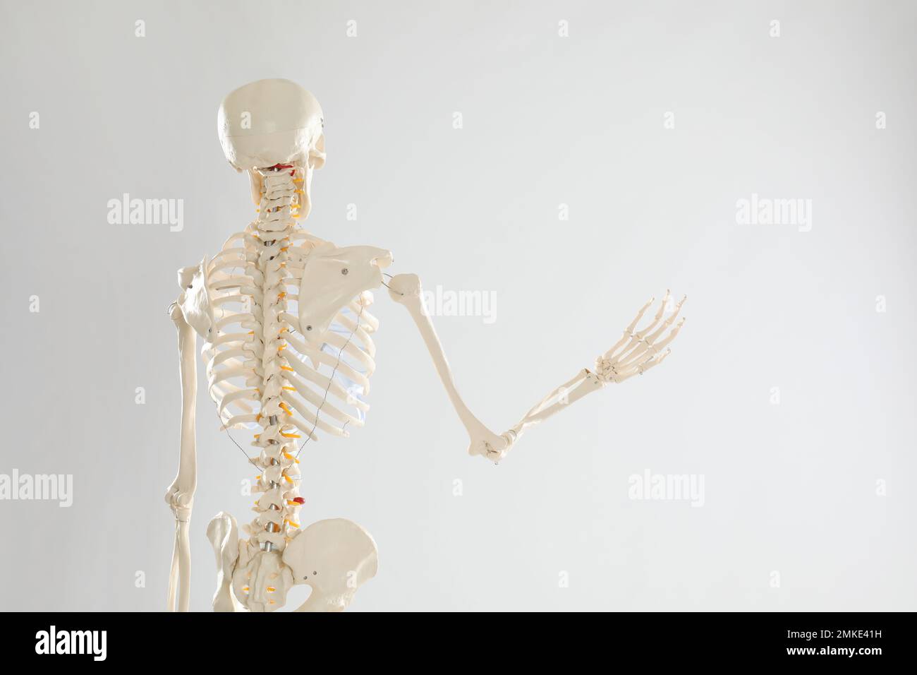 Artificial human skeleton model on white background, back view Stock ...