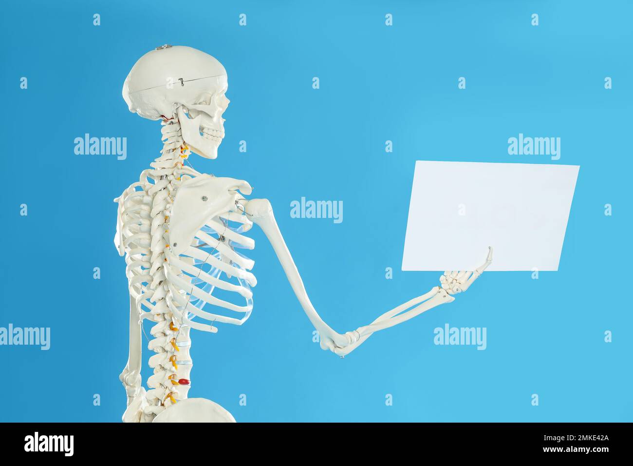 Artificial human skeleton model with blank paper sheet on blue ...