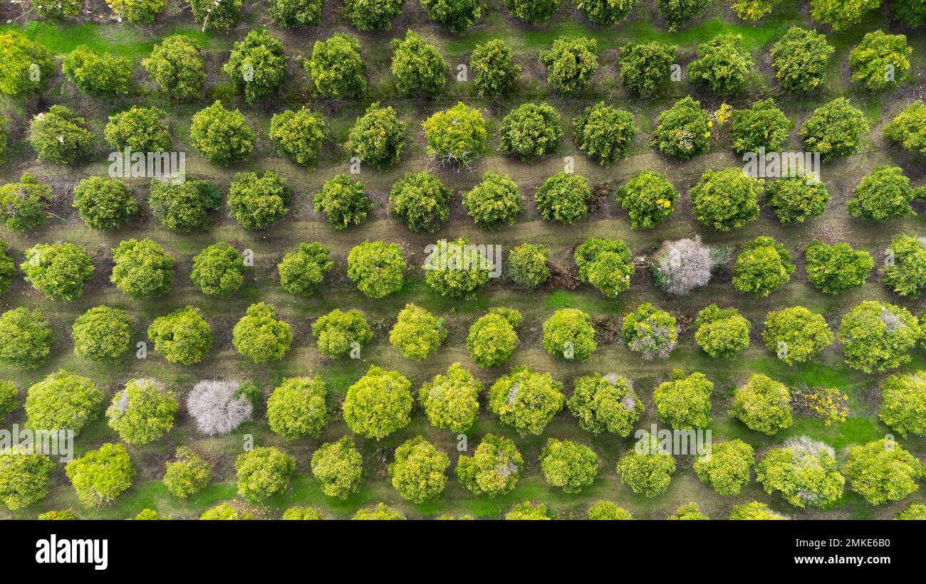 Orange Tree Cultivated Plantation Man Made Ecosystem Aerial Top Down ...