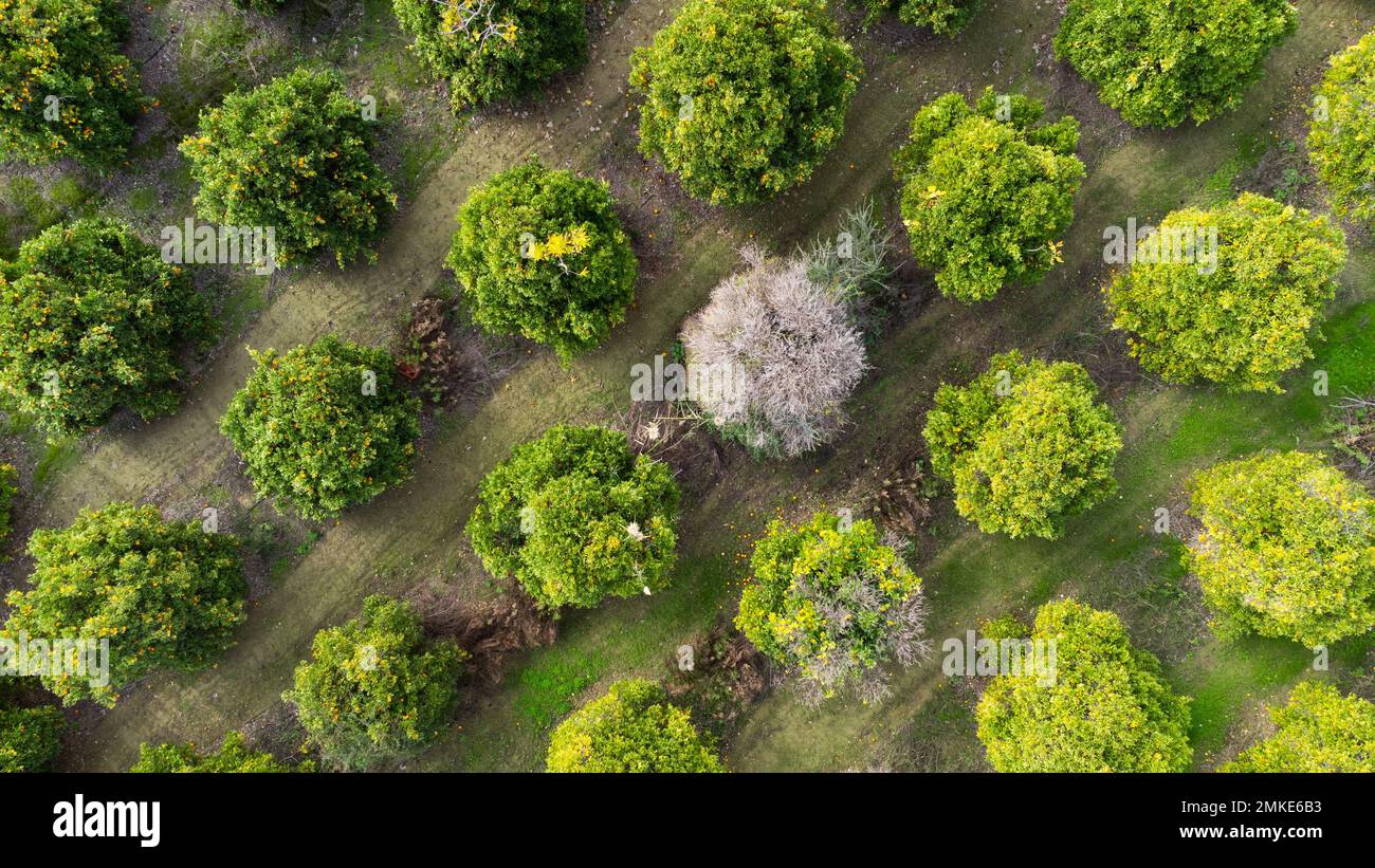 Orange Tree Cultivated Plantation Man Made Ecosystem Aerial Top Down ...
