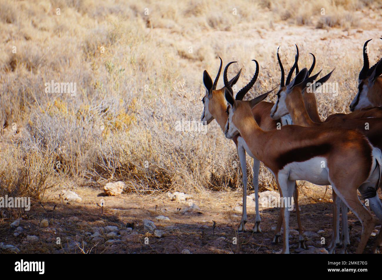 Springbok on an African savanna Stock Photo - Alamy