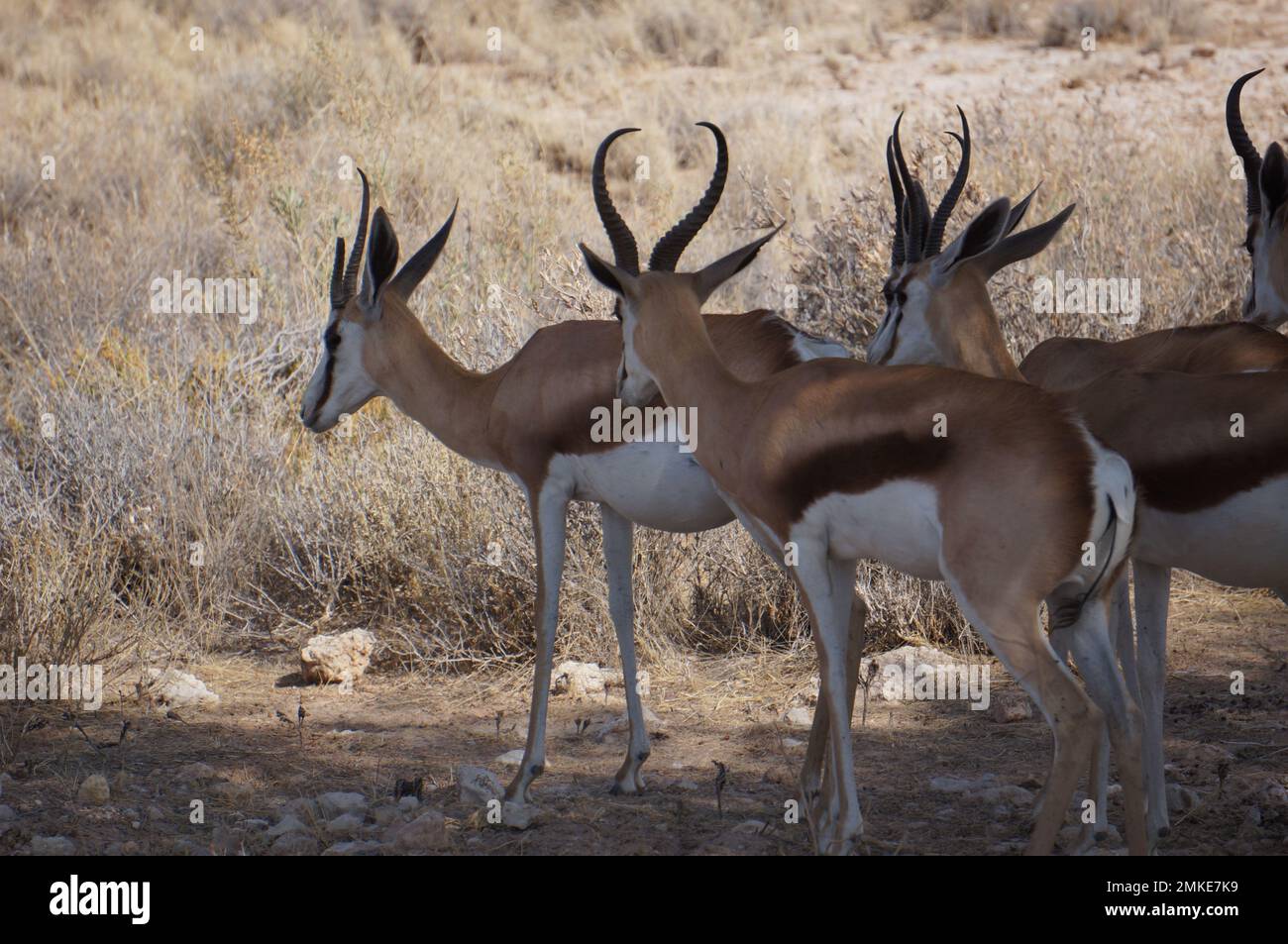 Springbok on an African savanna Stock Photo - Alamy