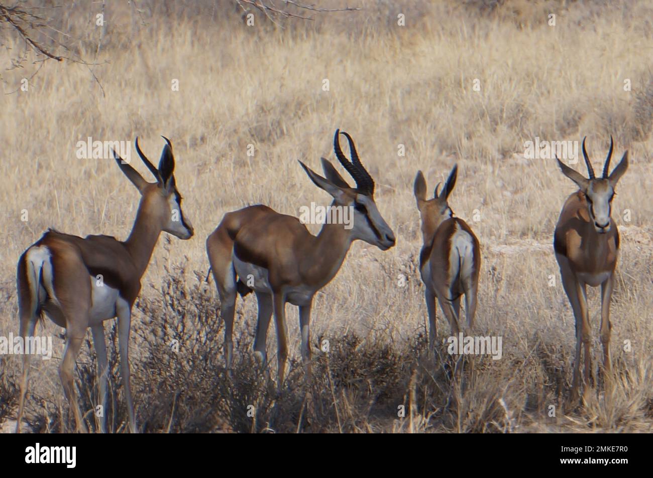 Savanna lion mountain hi-res stock photography and images - Alamy