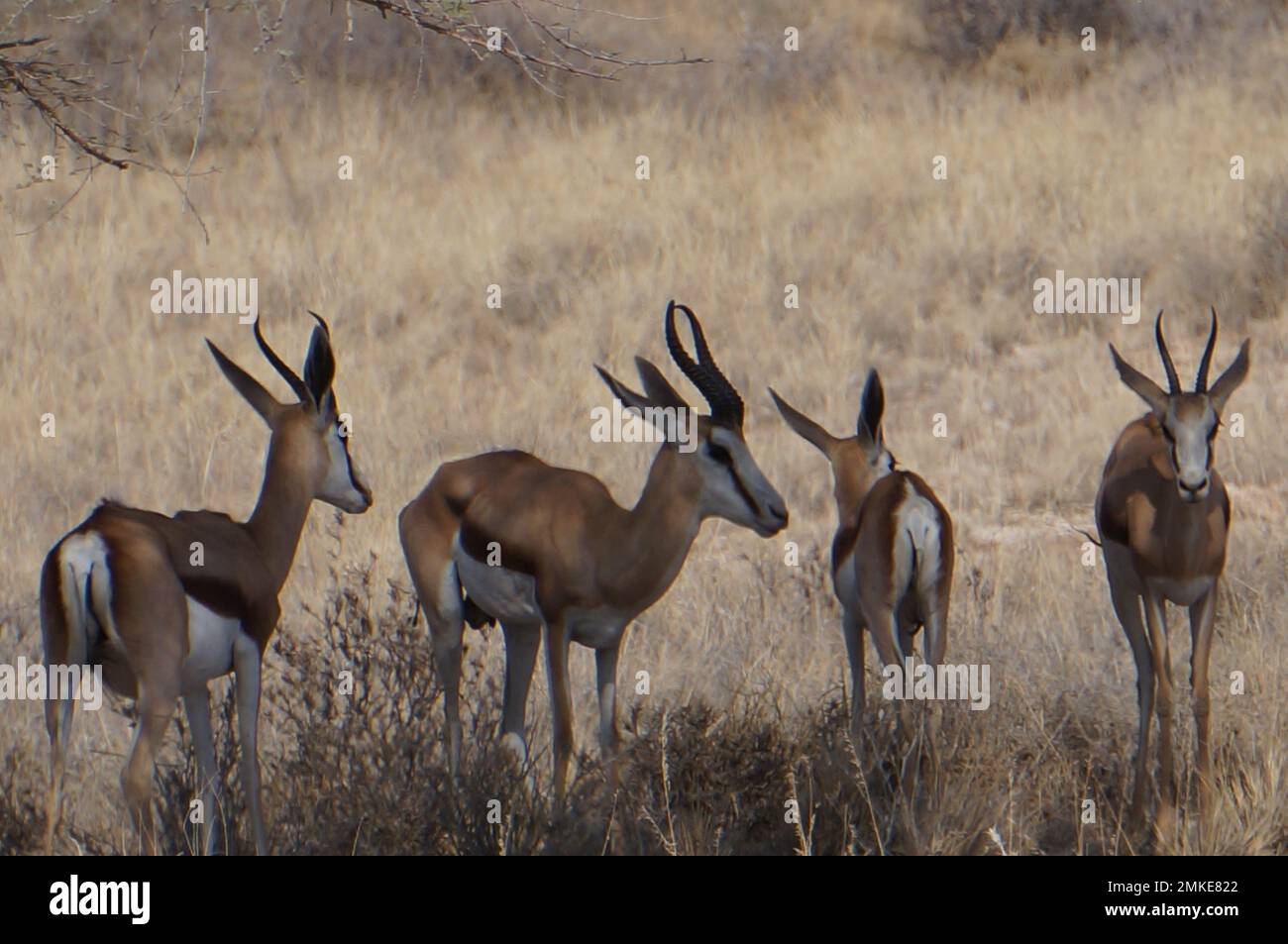 Springbok on an African savanna Stock Photo - Alamy