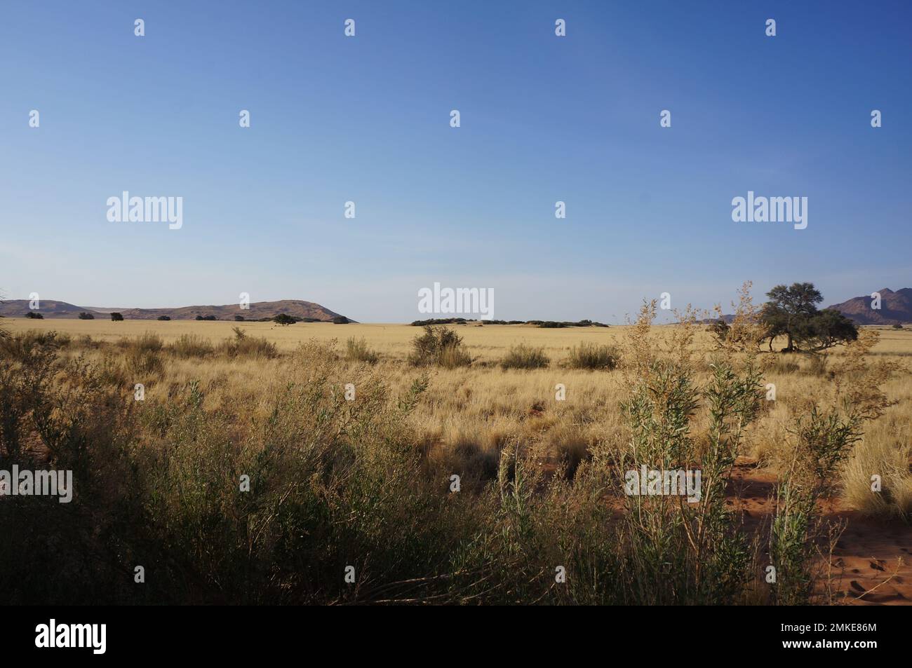 The Namibian savanna in Southern Africa with long grass and wide blue ...